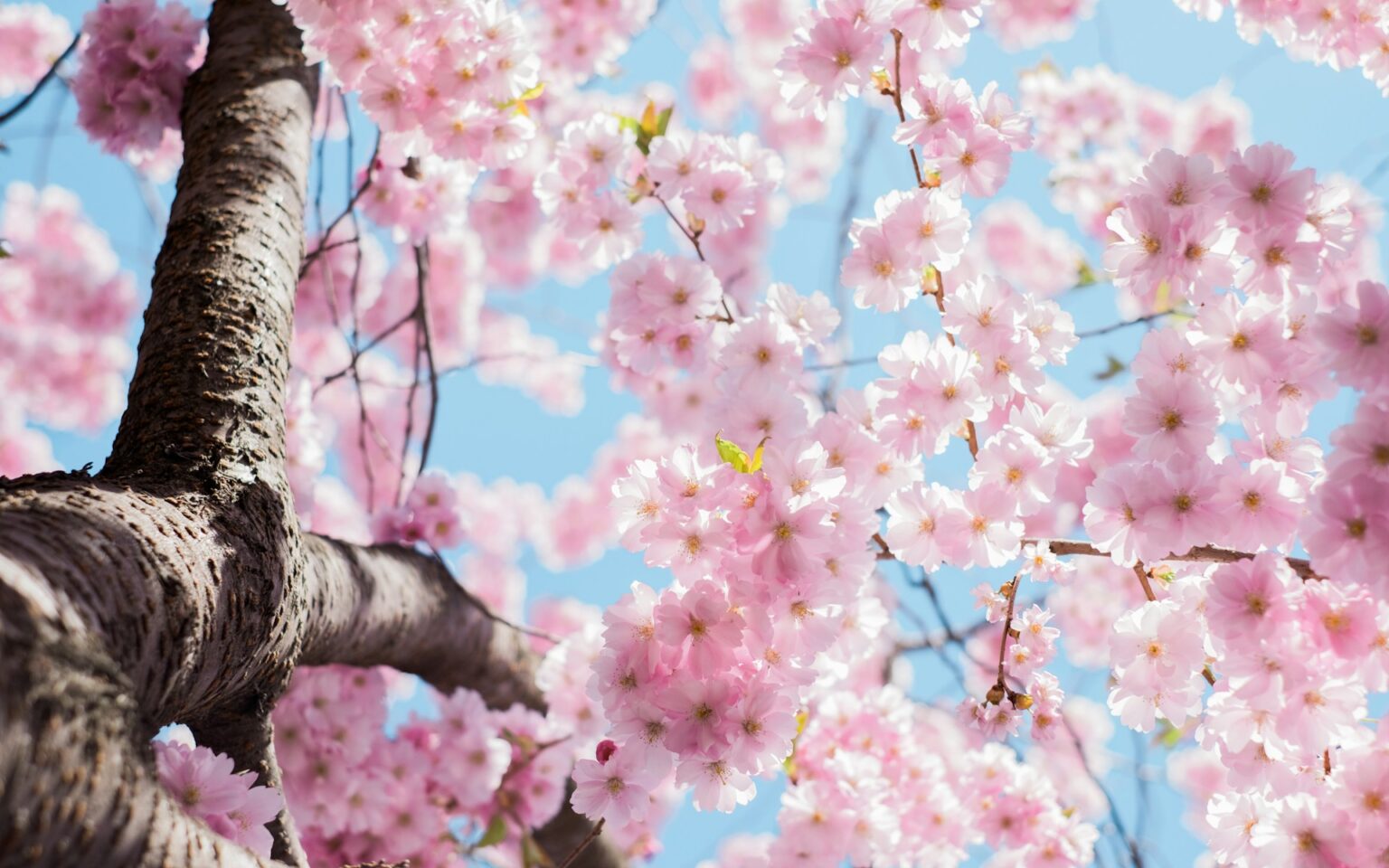 Monat April: Name, Aprilscherze und Bauernregeln