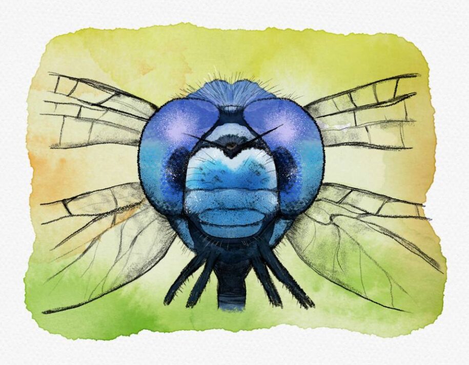 Kinderspaß: Das L wie in Lilly die Libelle